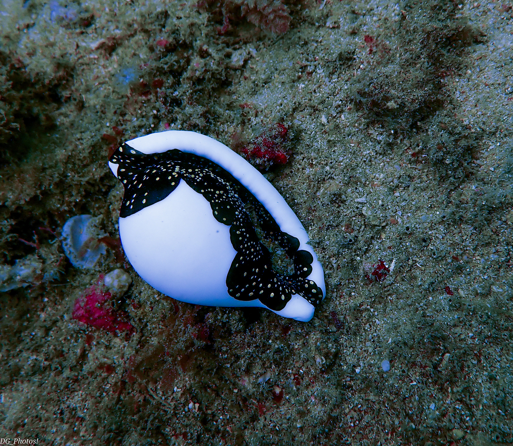 Common Egg Cowry from Wasini Island, Kenya on May 31, 2023 at 11:11 AM ...