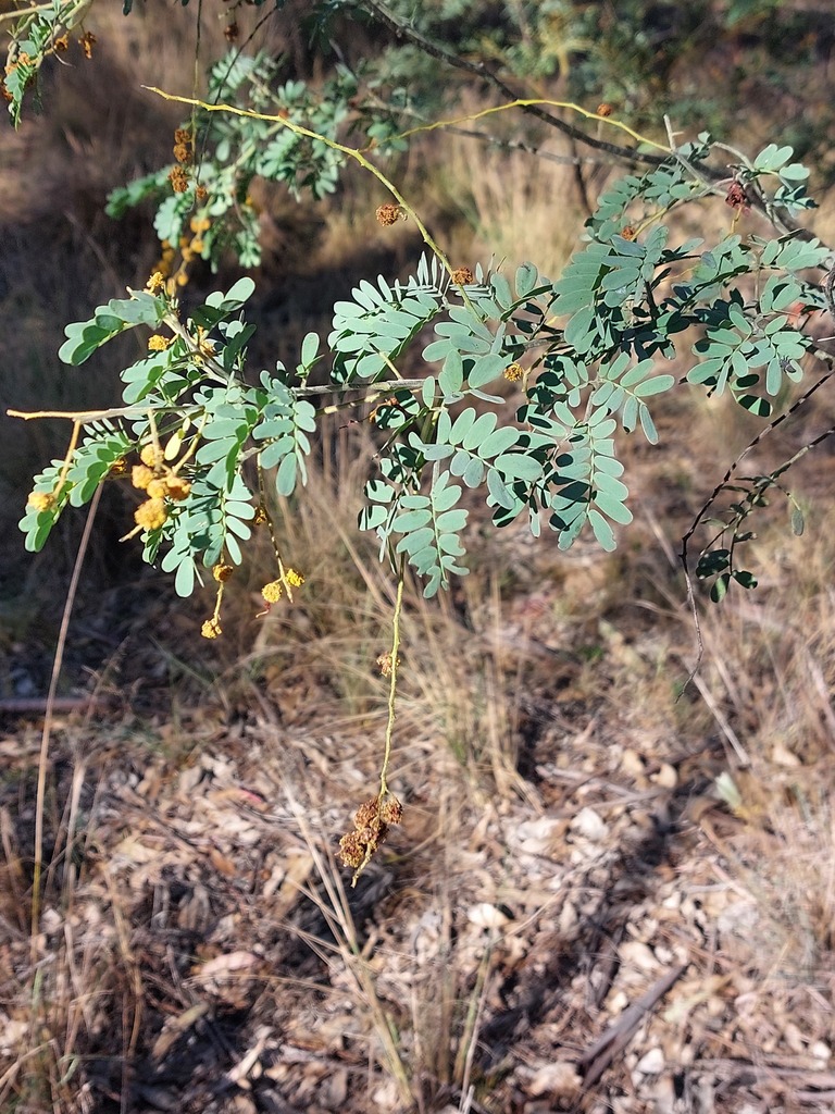 mudgee wattle from Hollydeen NSW 2328, Australia on September 10, 2023 ...