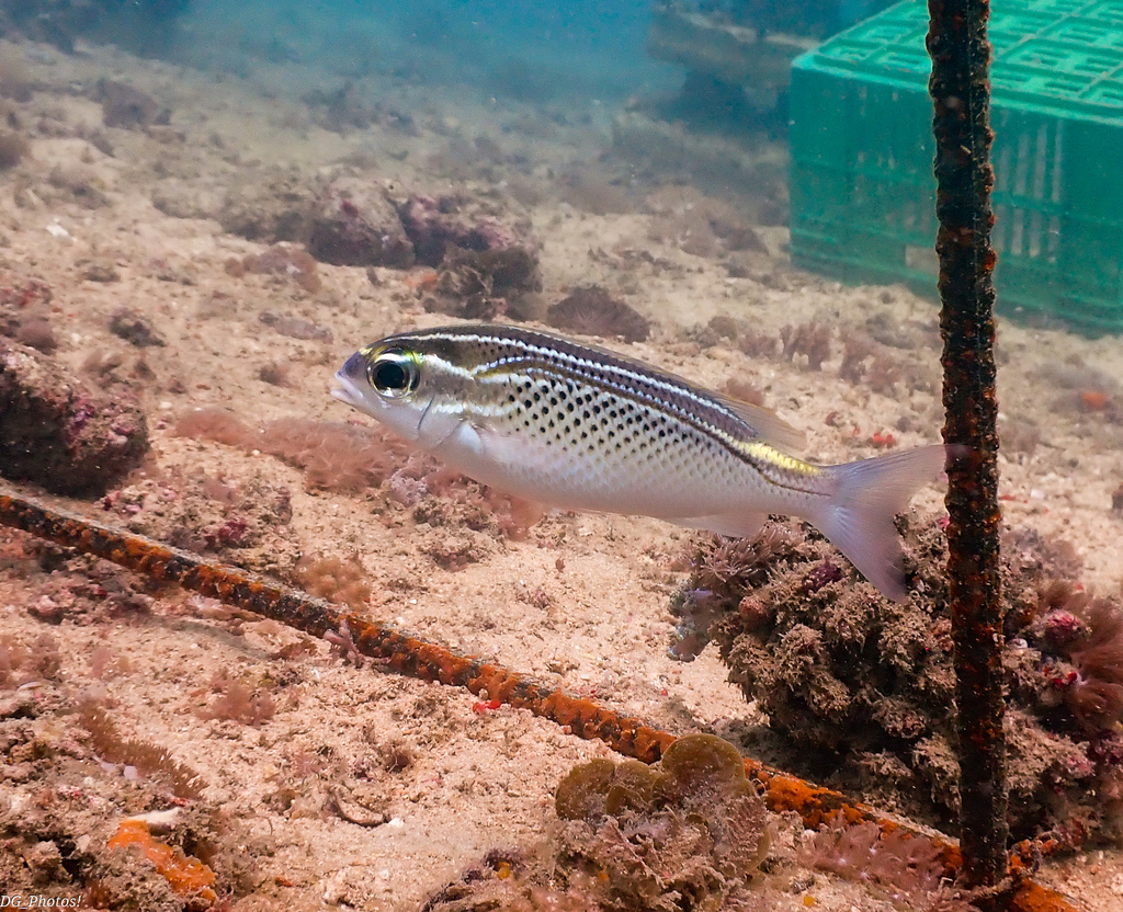 Arabian Monocle Bream from Wasini Island, Kenya on May 17, 2023 at 10: ...