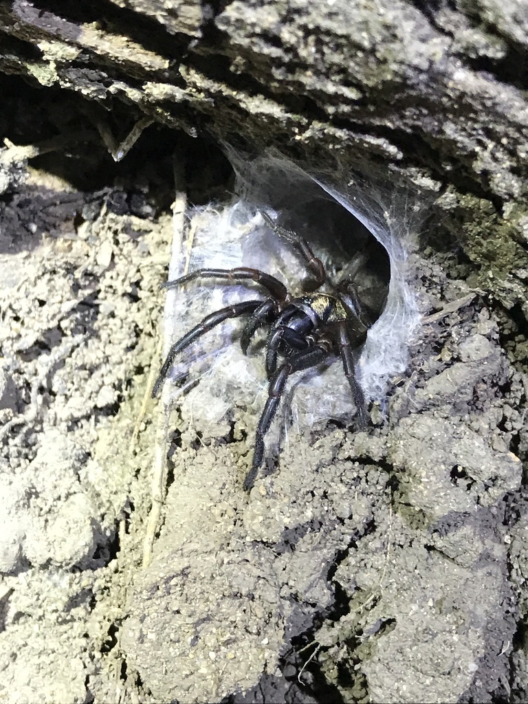 Wishbone Spiders from Mount Elliot Dr, Alligator Creek, QLD, AU on ...