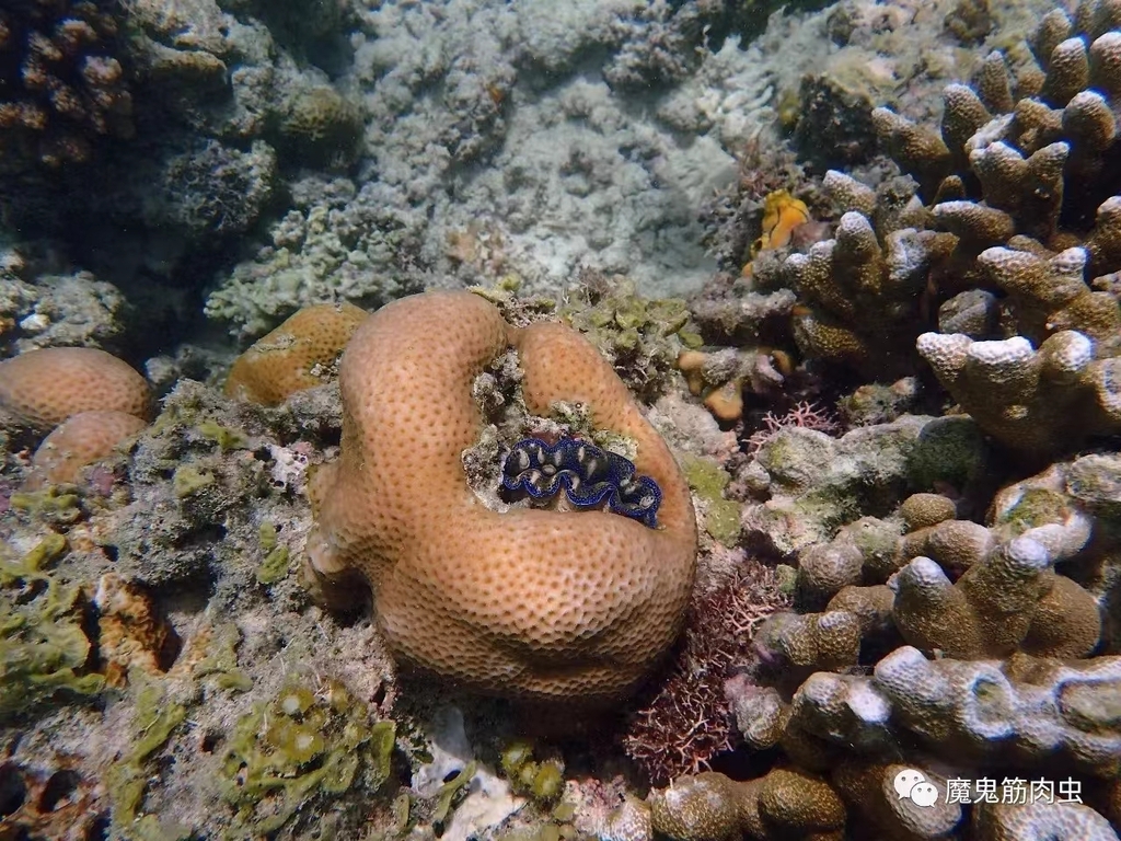 Boring Giant Clam from Sabah, MY on January 26, 2017 at 01:45 PM by ...
