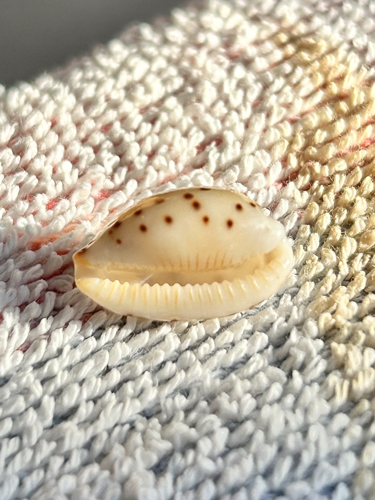 punctate cowrie from Woody Bay, Woody Head, NSW, AU on September 14 ...