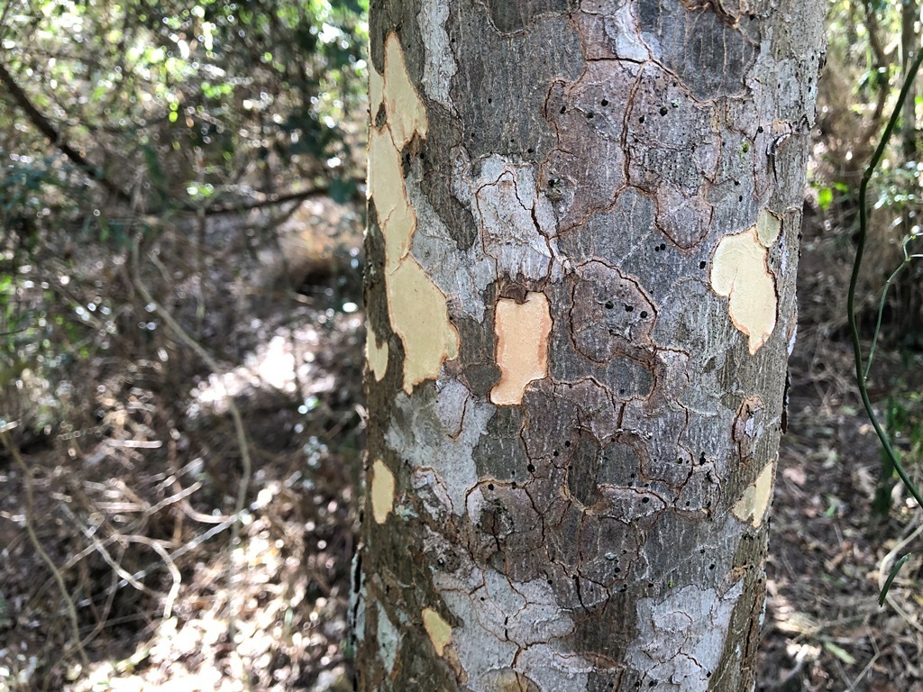 Flindersia collina from Flagstone Creek QLD 4344, Australia on ...