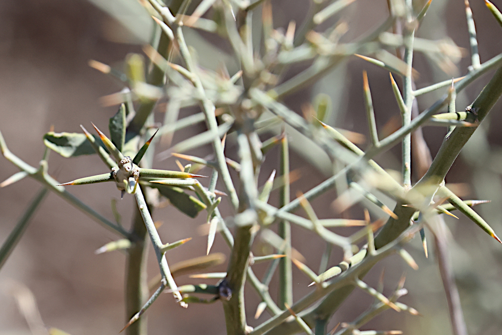 Australian desert lime from Thrushton NP, Bollon QLD 4488, Australia on ...