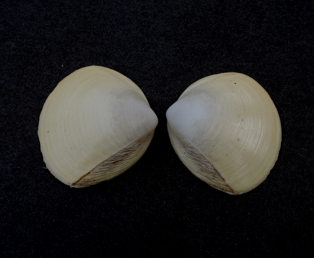 Discors Trough Shell from Rabbit Island on March 17, 2016 by memopob ...