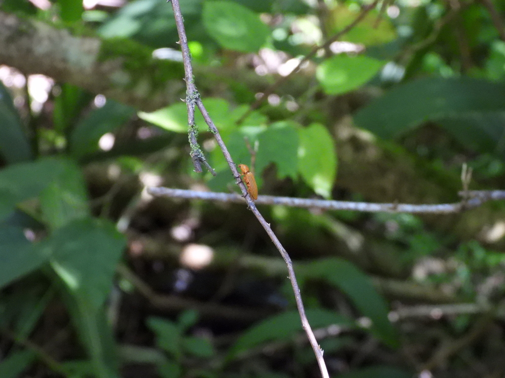 Hemiops flava from 台灣宜蘭縣 on September 11, 2023 at 09:42 AM by Max Hsieh ...