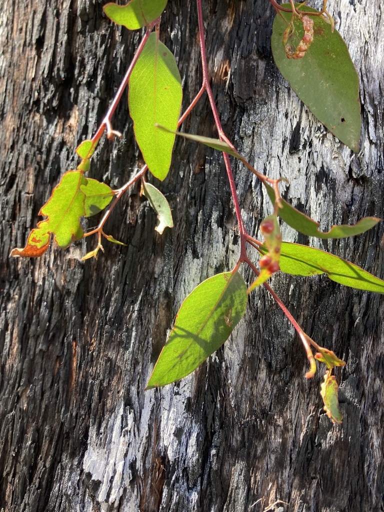 White Stringybark from Mount Imlay National Park, Towamba, NSW, AU on ...