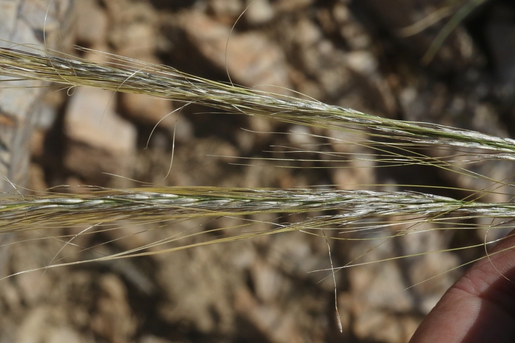 mormon needle grass from Inyo County, CA, USA on June 29, 2023 at 06:32 ...