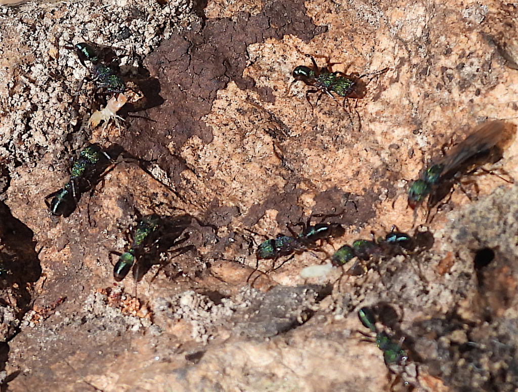 Green-head Ant from Army Rd, Mt Mee, QLD 4312, Australia on September ...
