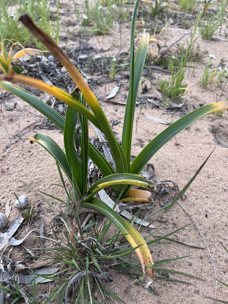 Crinum flaccidum from Morgan Conservation Park, Cadell, SA, AU on ...