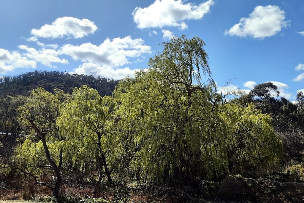 weeping willow from Lithgow NSW 2790, Australia on September 11, 2023 ...
