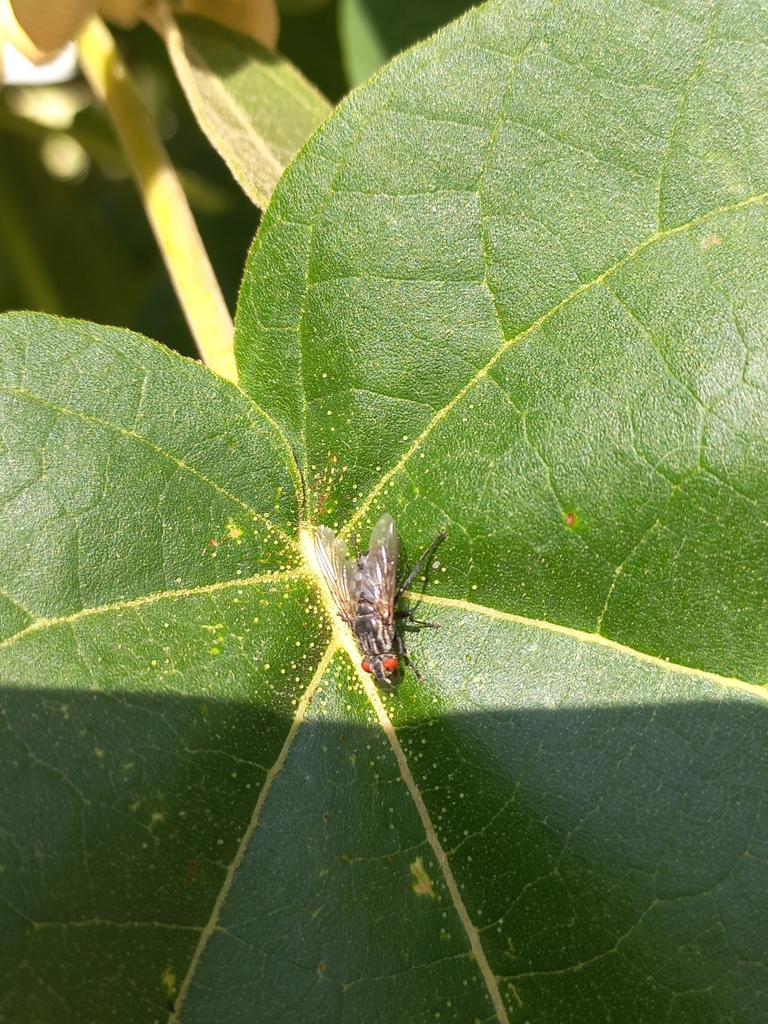 Calyptrate Flies from Богунський район, Житомир, Житомирська область ...