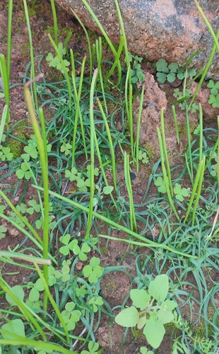 Subspecies Colchicum exiguum vogelii · iNaturalist