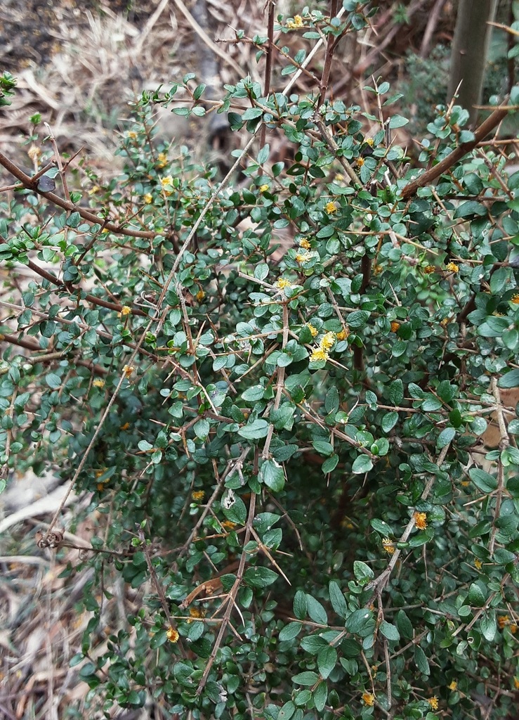 Prickly Currant-Bush from Mount Victoria NSW 2786, Australia on ...