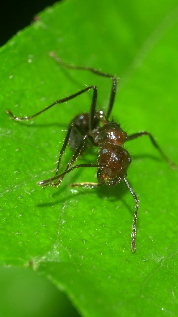 Brunnea-group Droptail Ants from Dream Park on August 27, 2023 at 09:17 AM by Dinesh Sharma ...