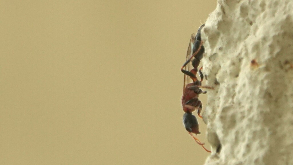 Arboreal Bicolored Slender Ant from Eternity on August 31, 2023 at 01: ...