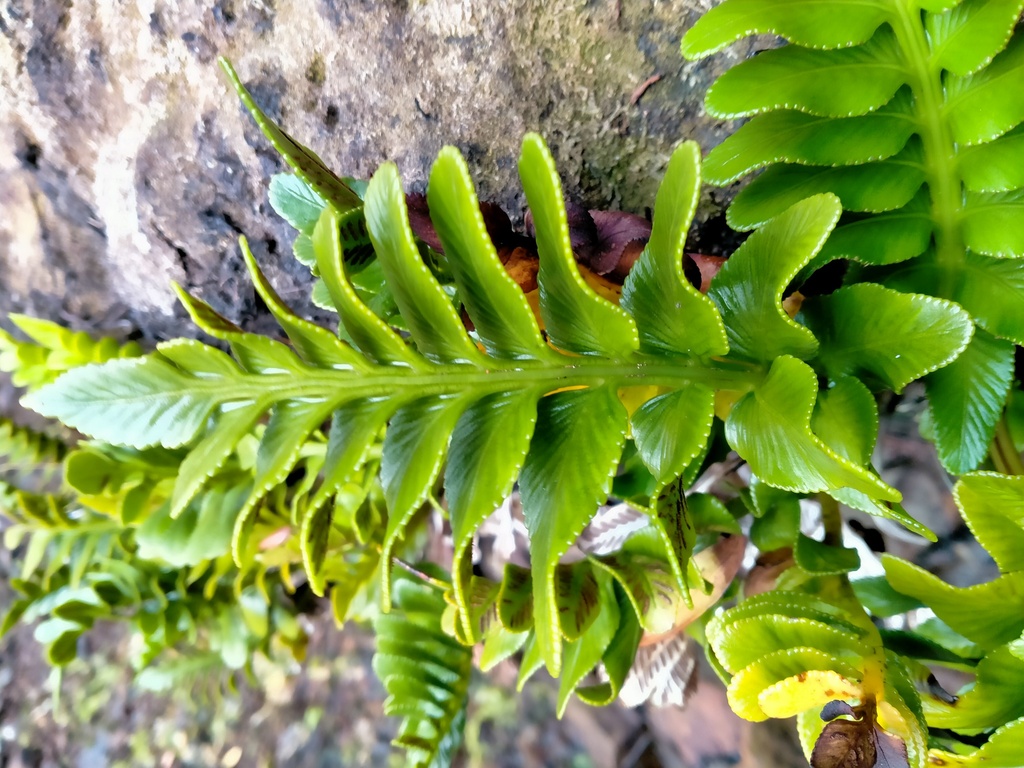 Paranako from Auckland islands, Auckland Islands - Motu Maha Marine ...