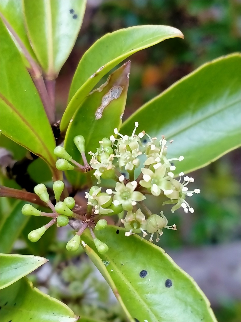 Haumakaroa from Auckland islands, Auckland Islands - Motu Maha Marine ...