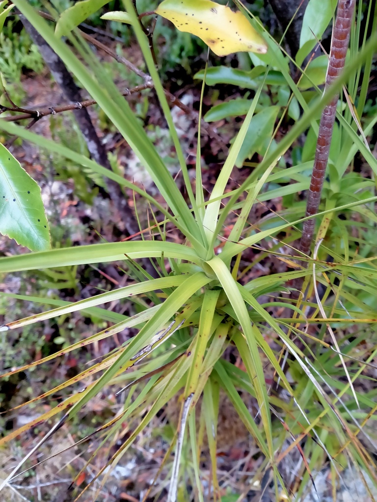 Inaka from Auckland islands, Auckland Islands - Motu Maha Marine ...