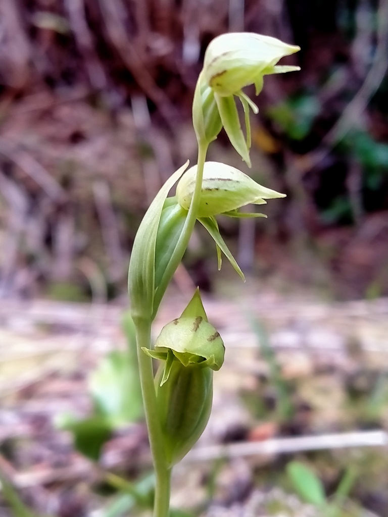 Horizontal Orchid from Auckland islands, Auckland Islands - Motu Maha ...