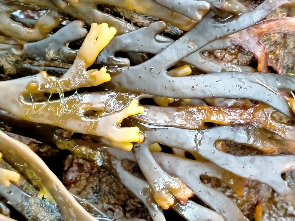Xiphophora gladiata from Auckland islands, Auckland Islands - Motu Maha ...
