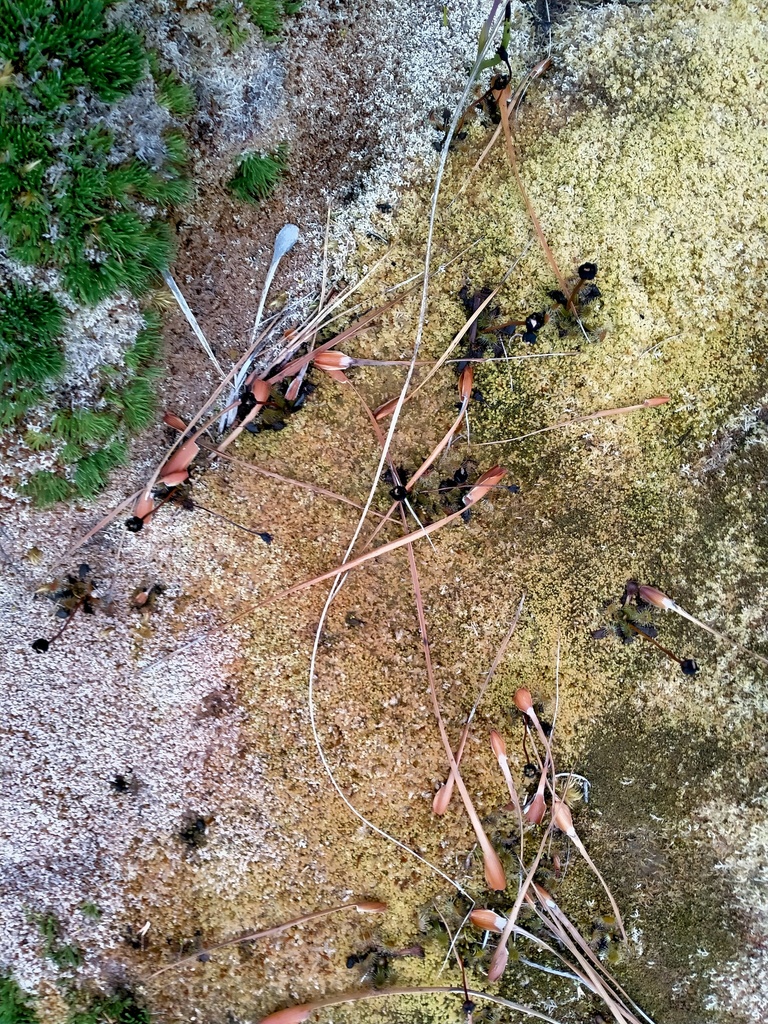 Inaka from Auckland islands, Auckland Islands - Motu Maha Marine ...