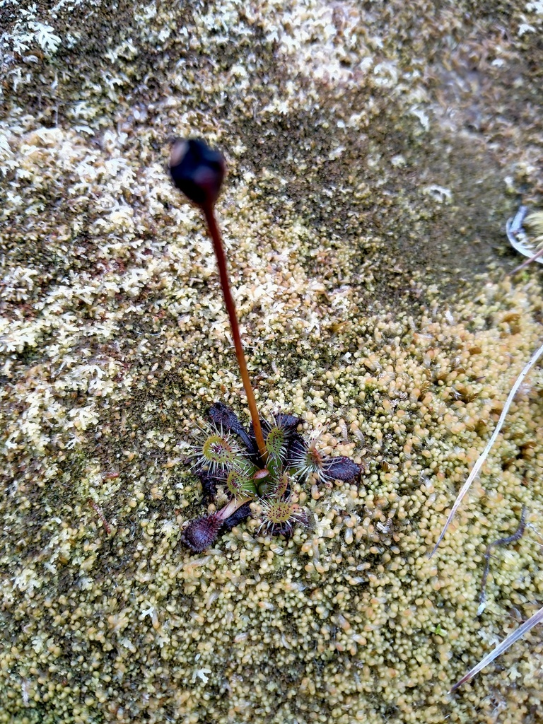 Drosera stenopetala from Auckland islands, Auckland Islands - Motu Maha ...