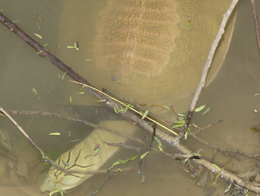 Ganges Softshell Turtle in September 2023 by Jonathan Hakim · iNaturalist