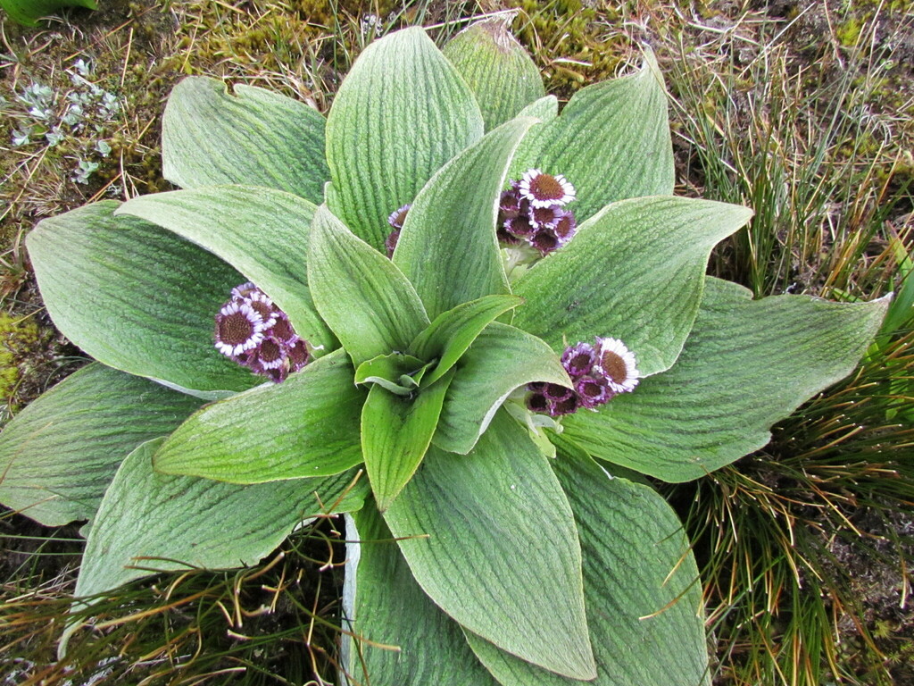 Pleurophyllum hookeri in January 2012 by ian dench · iNaturalist