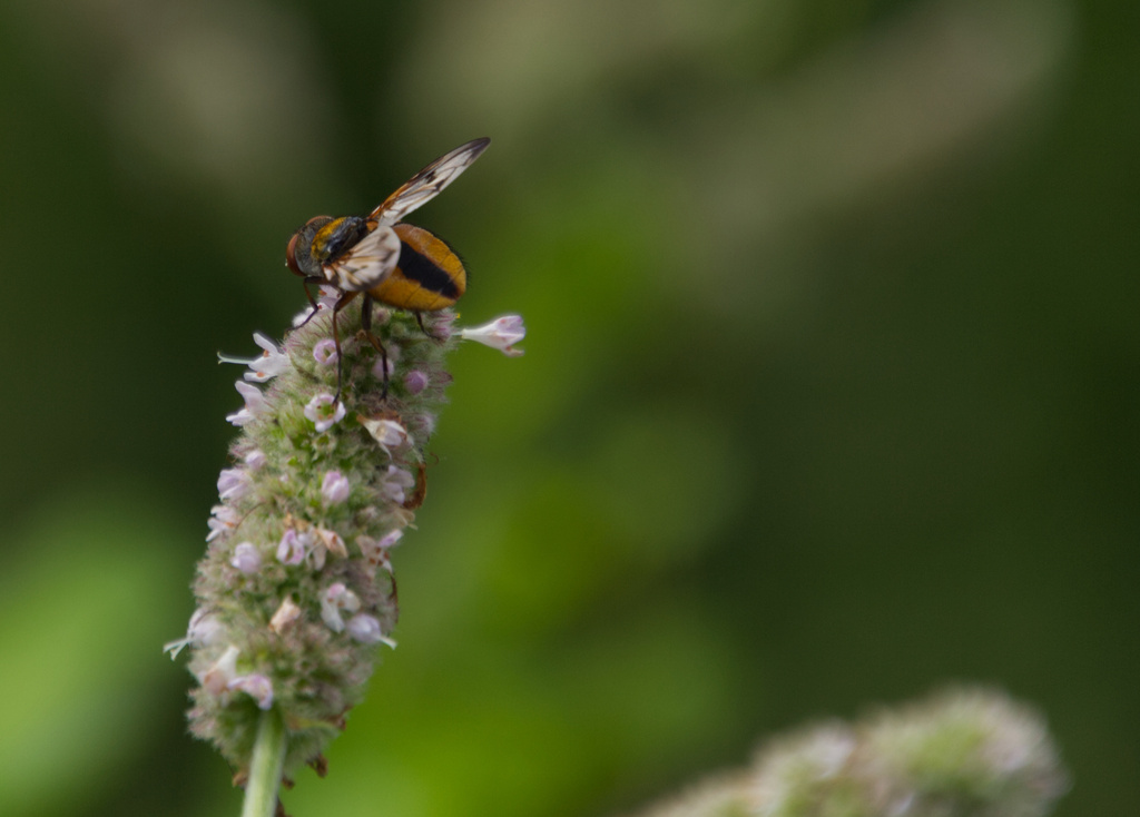 Ectophasia crassipennis from 51789 Lindlar, Deutschland on September 2 ...