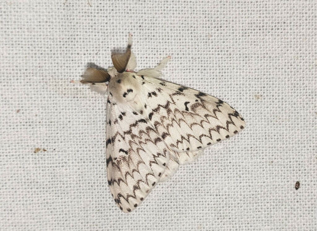 Lymantria brotea from Tyrna, Meghalaya 793108, India on June 20, 2023 ...