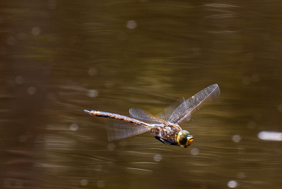 Australian Emperor from Brisbane QLD, Australia on September 14, 2023 ...