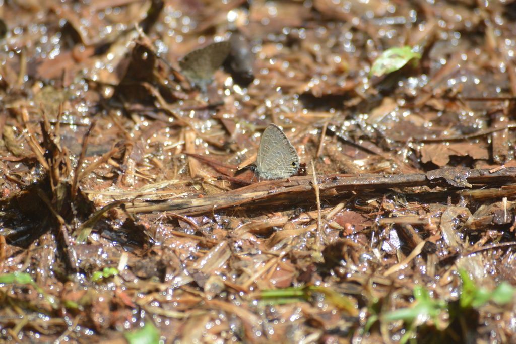 Common Line Blue from Malapattam, Kerala 670631, India on September 10 ...