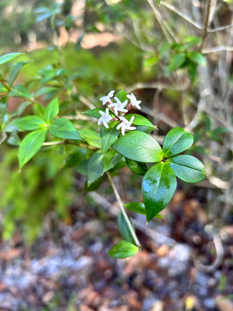 Chain Fruit from Noosa National Park, Noosa Heads, QLD, AU by ...