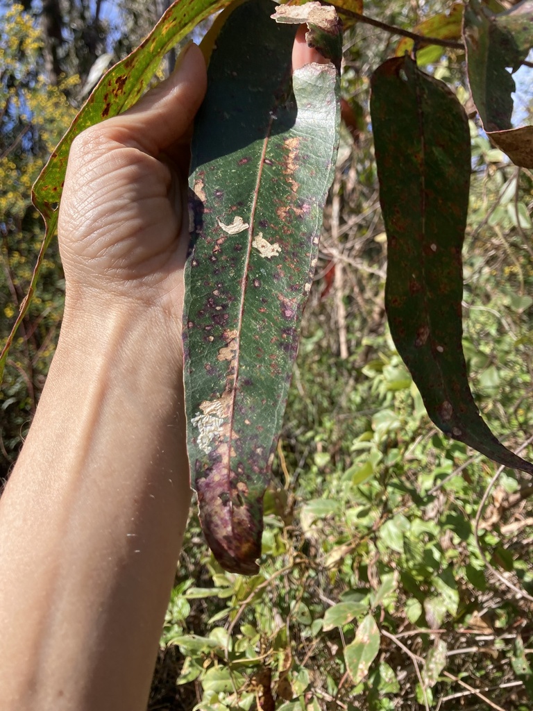 mountain grey gum from Mustering Ground Rd, Towamba, NSW, AU on ...