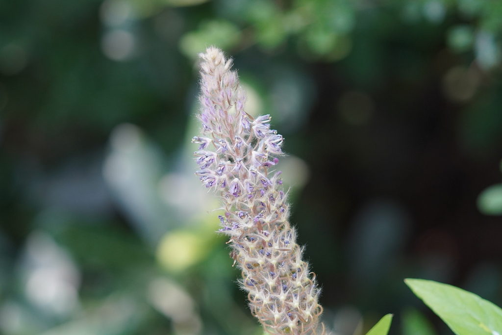 Asian Foxtail (Cat's Tail Bean) in September 2022 by tkp123 · iNaturalist