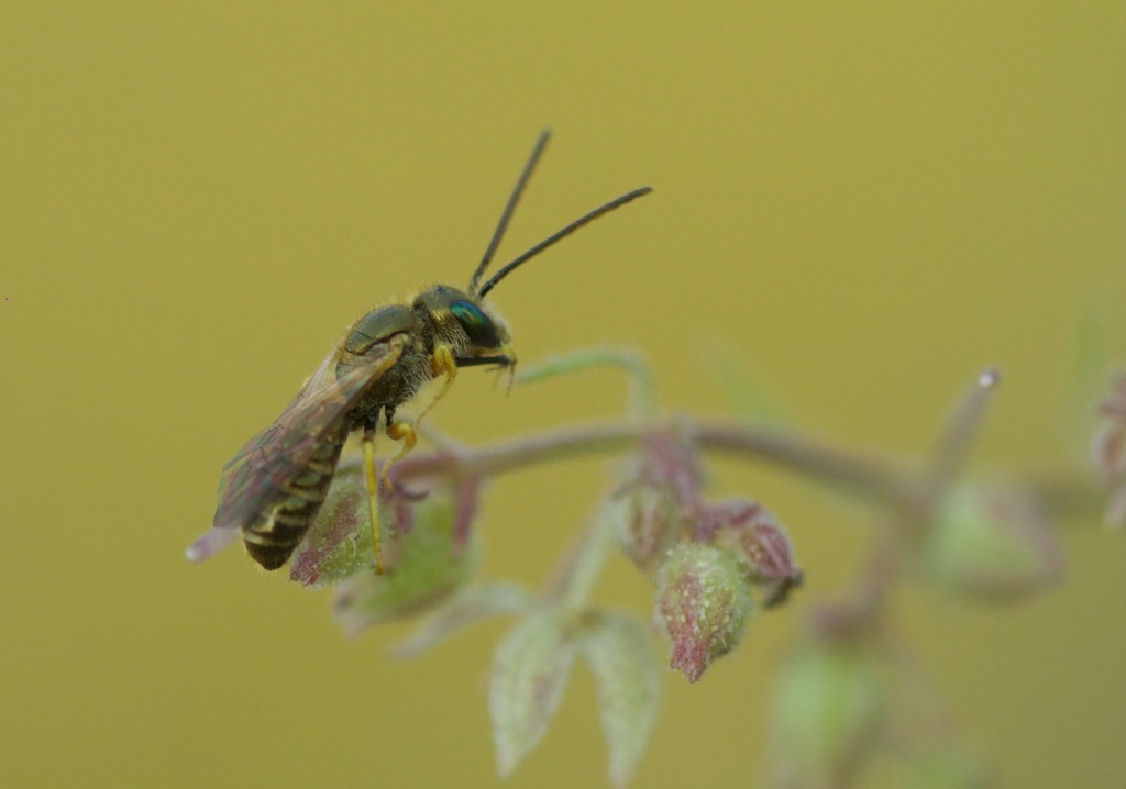 Coppery Metallic-Furrow bee from Shunyi District, Beijing, China on ...