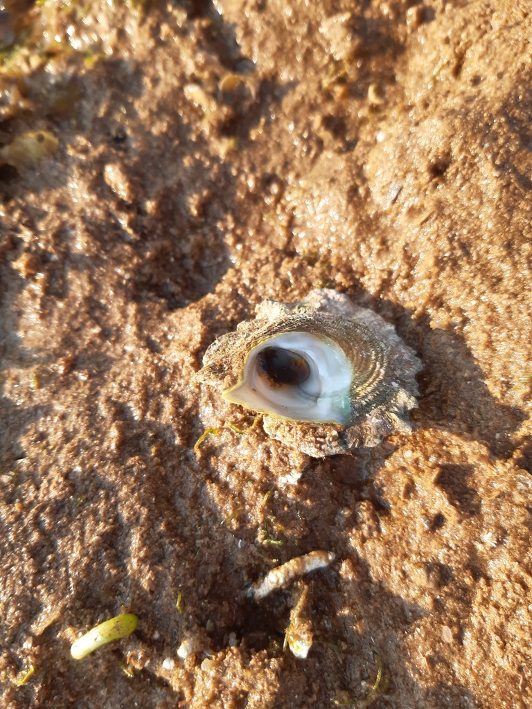 Astralium pileolum from Port Hedland, WA, Australia on September 14 ...