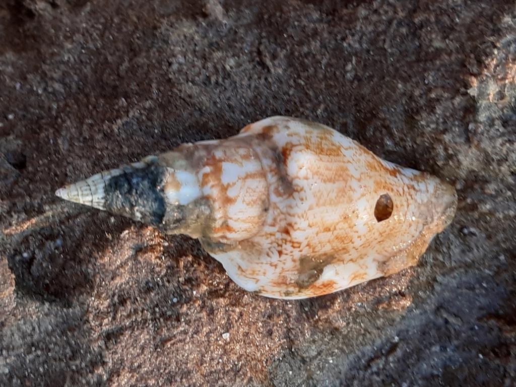 Campbell's Stromb from Port Hedland, WA, Australia on September 14 ...