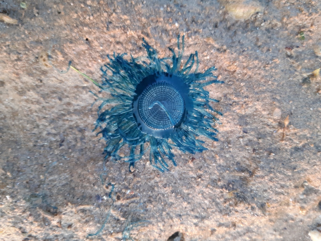 Blue Button from Port Hedland, WA, Australia on September 14, 2023 at ...