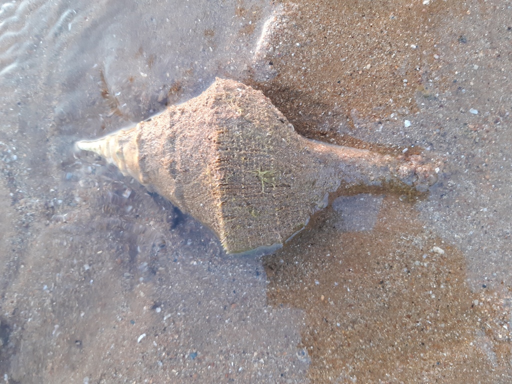 Australian Trumpet from Port Hedland, WA, Australia on September 14 ...