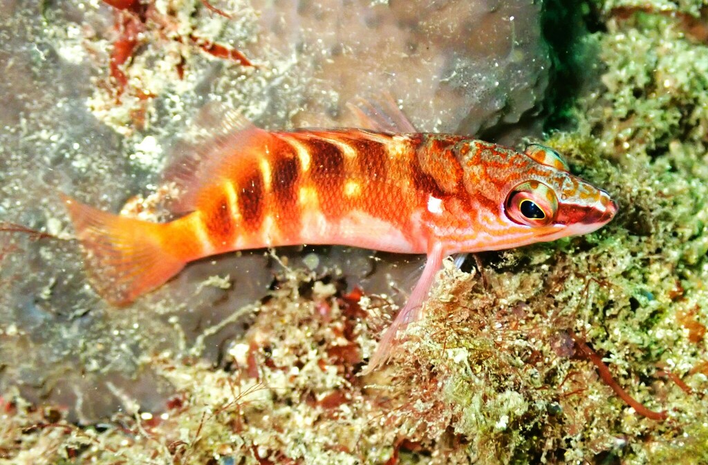 Halfbanded Seaperch from Sydney NSW, Australia on August 28, 2023 at 10 ...