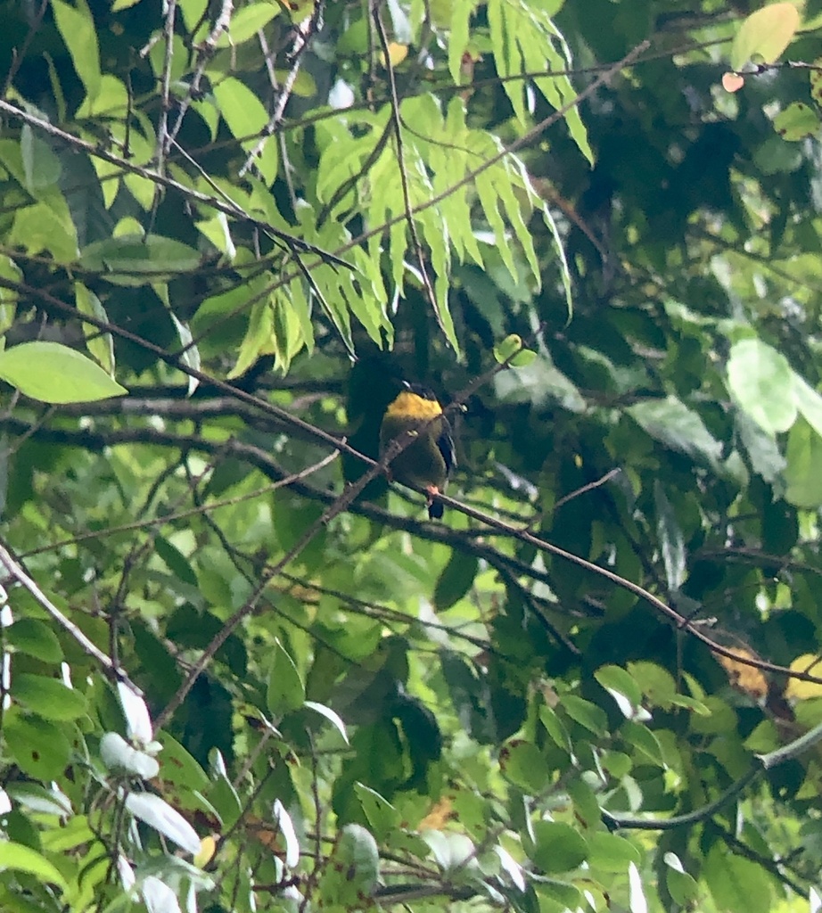 (Manacus vitellinus amitinus) - Avian Discovery