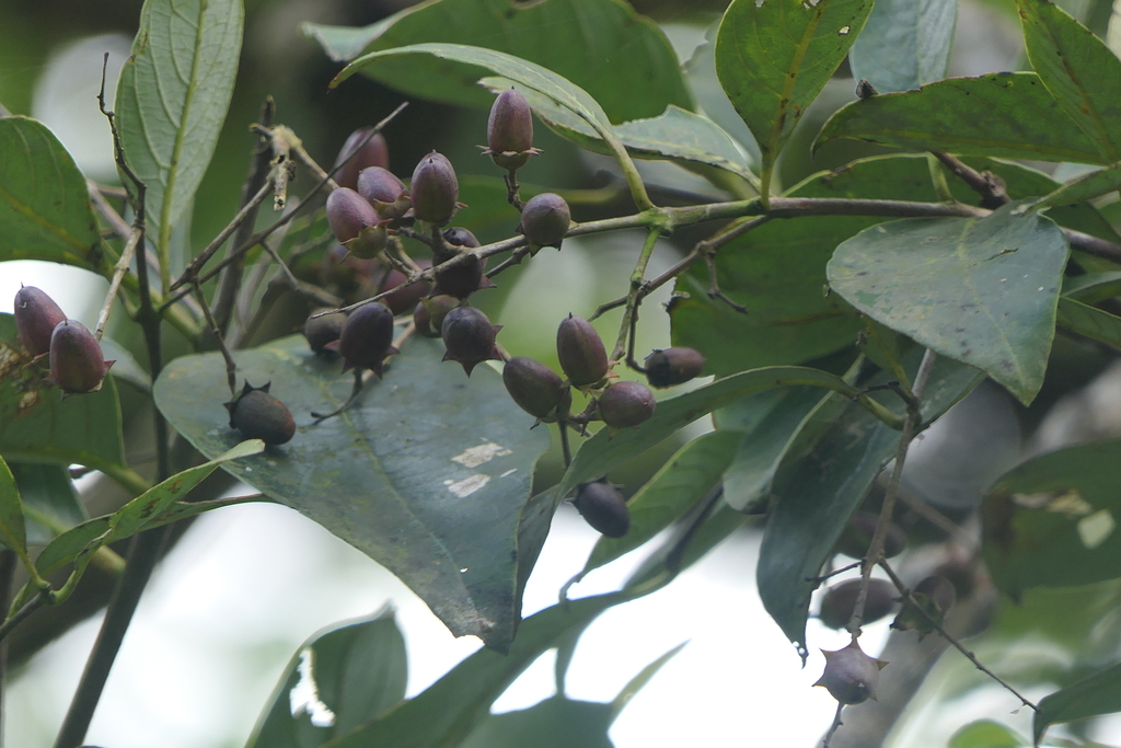 Lagerstroemia microcarpa from Āmbavna, Maharashtra, India on September ...