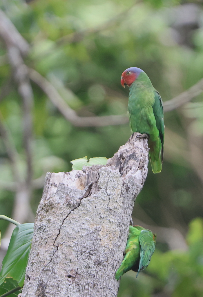 Red-cheeked Parrot from Iron Range QLD 4892, Australia on September 12 ...