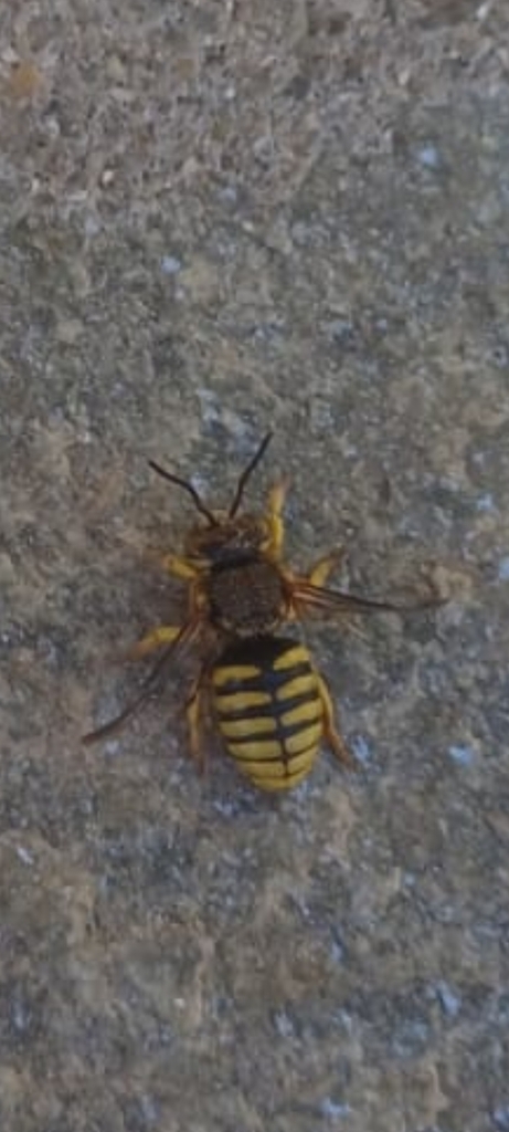 Ridge-cheeked Carder Bees from Anissaras 700 14, Greece on September 14 ...