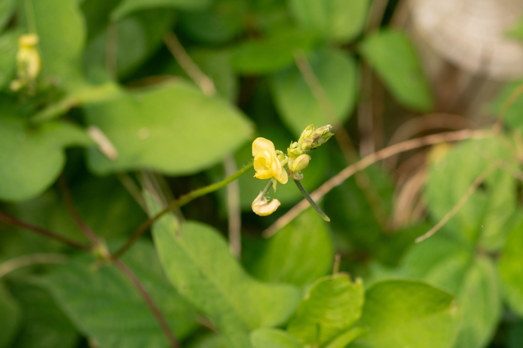 Vigna angularis nipponensis from 日本、〒192-0151 東京都八王子市上川町 on September ...