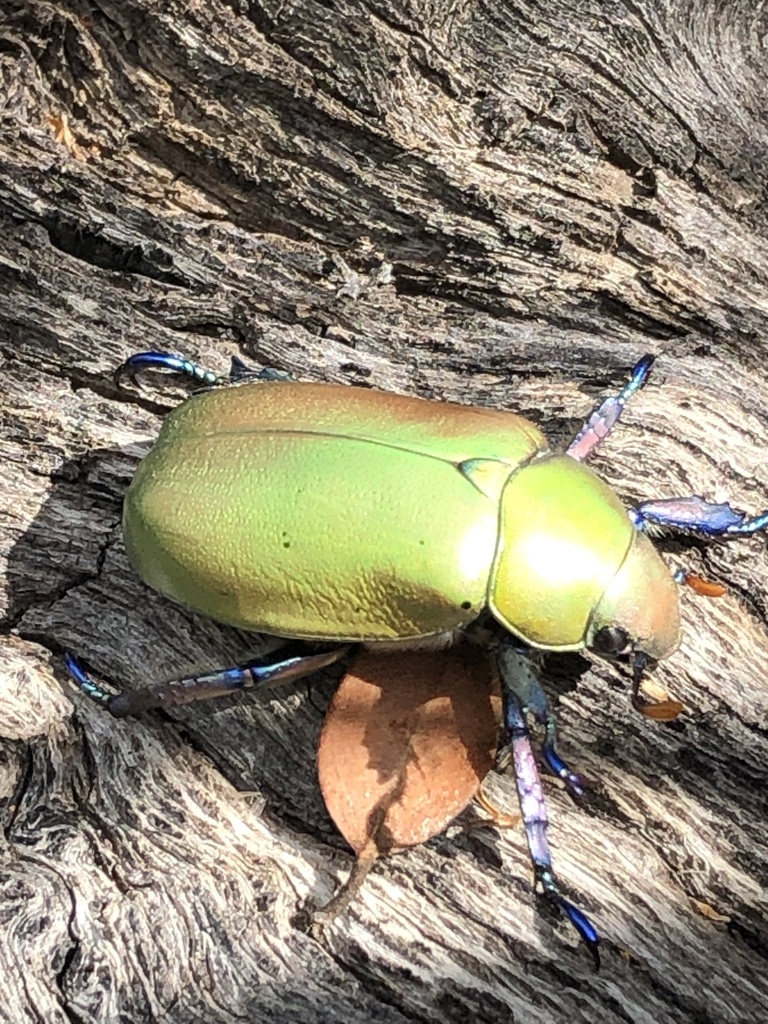 Chrysina erubescens from Carichí, Chih., MX on August 31, 2023 at 11:03 ...