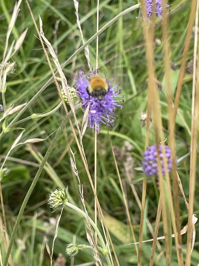 Common Carder Bumble Bee from Cotswolds AONB, Corsham, England, GB on ...