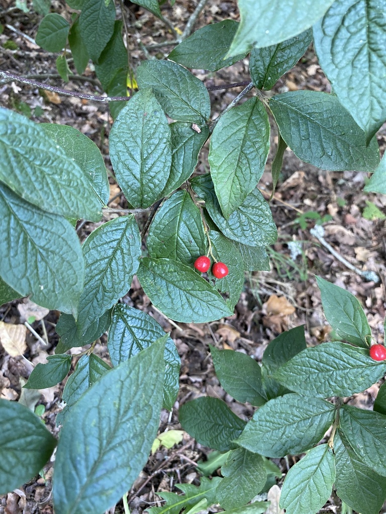 Bullate Cotoneaster from Naturpark Öewersauer, Ënsber, Distrikt Dikrech ...